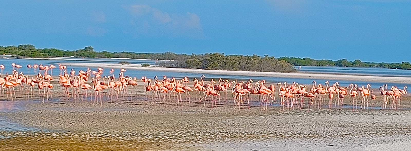 Birds of the Yucatan - Wonky Compass